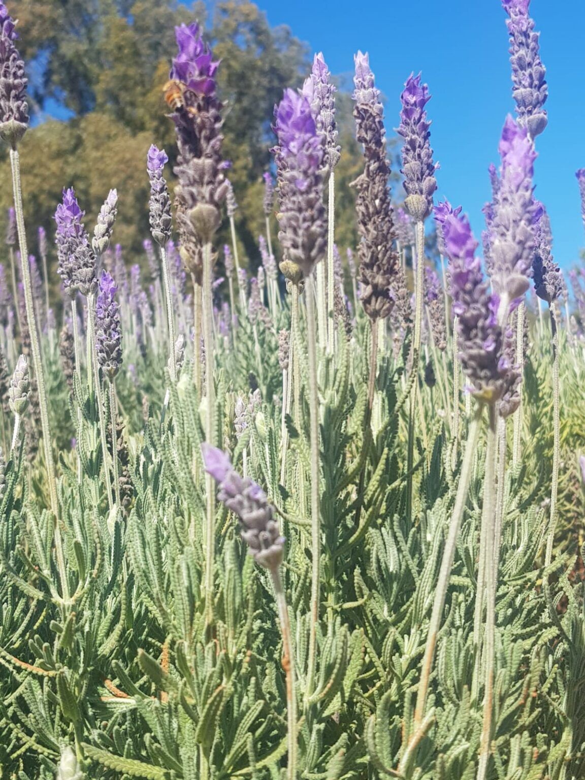 Lavanda .... De onde veio essa plantinha tão linda? - ECOLOGS
